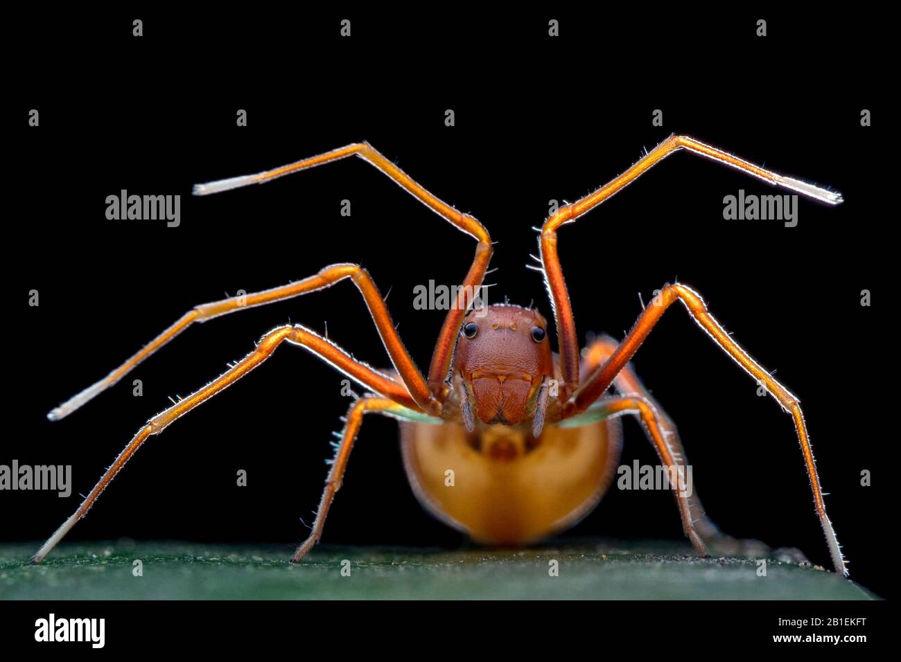 Amyciaea albomaculata hi-res stock photography and images - Alamy