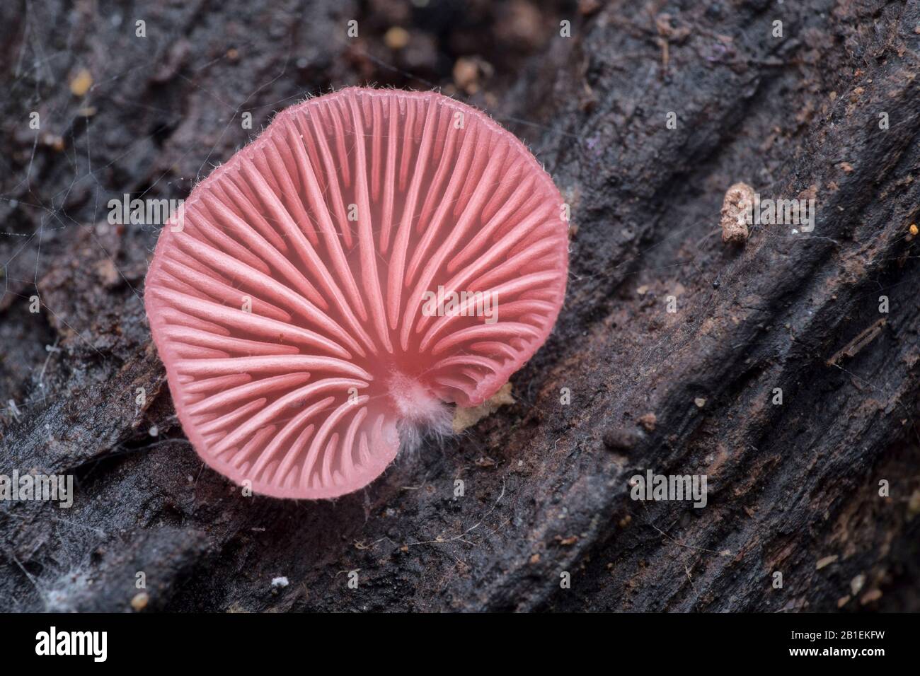 Pink fungus (Fungi sp), Pink fungi growing on a tree trunk. Singapore ...
