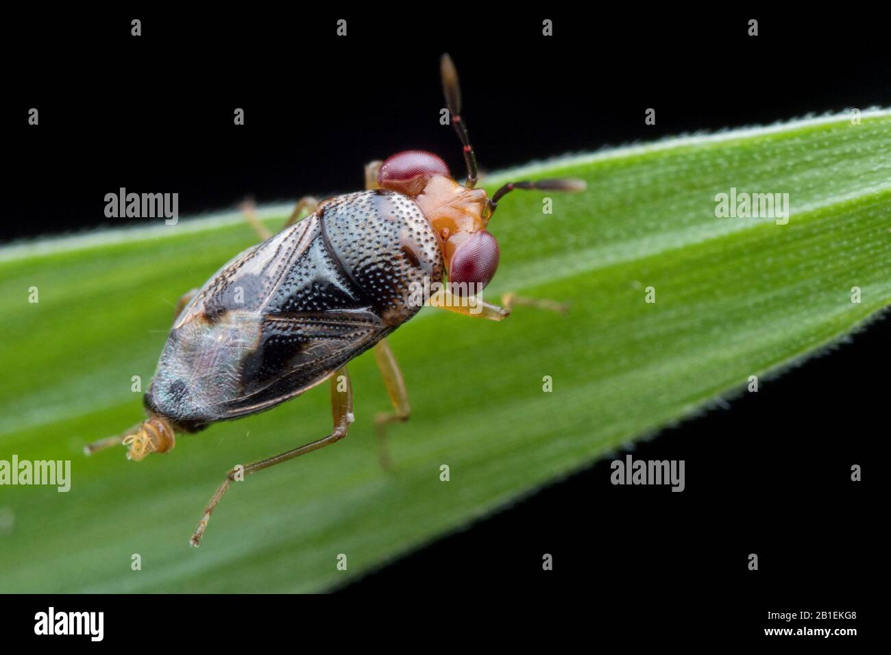 Big-eyed bug (Geocoris sp). Geocoris is a genus of insects in the ...