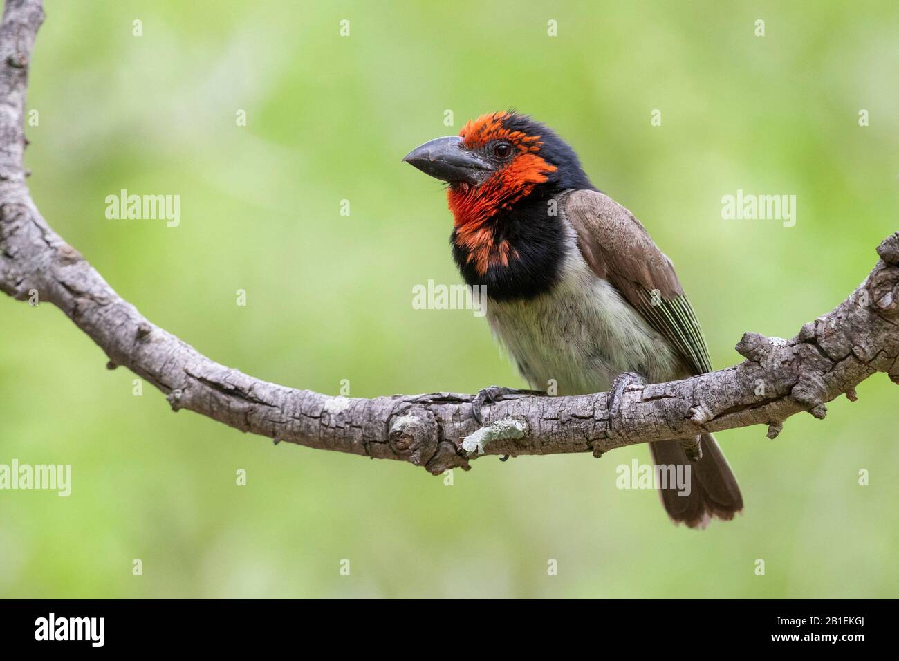 Lybius torquatus hi-res stock photography and images - Alamy