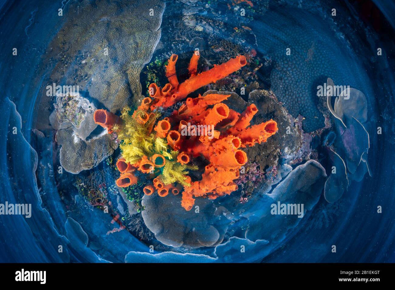 Orange sponge on reef, Misool, Raja Ampat, Indonesia Stock Photo - Alamy