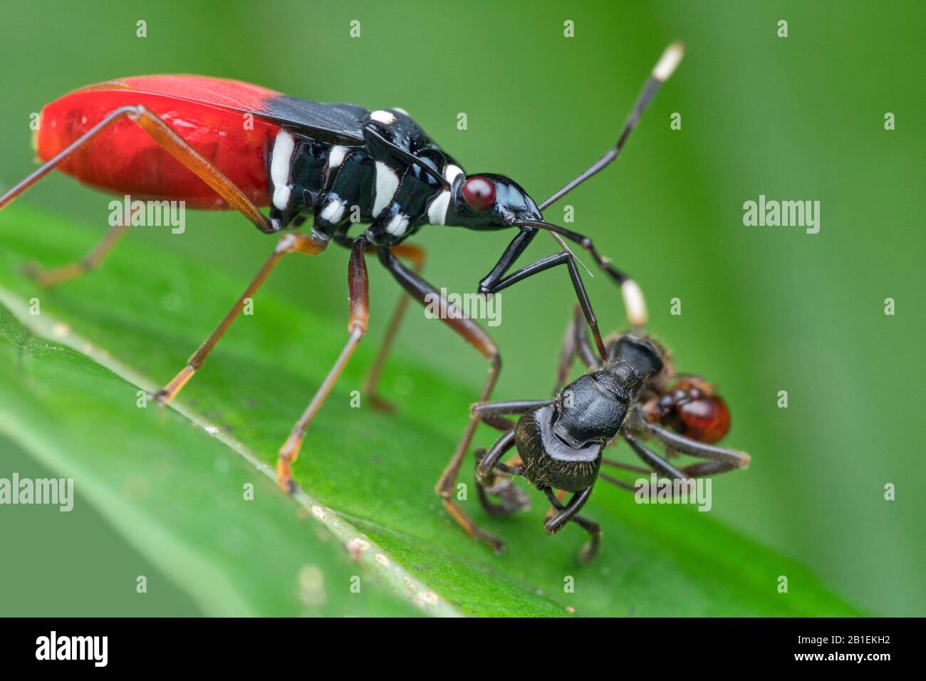 Predatory red bug (Dindymus sp). Dindymus is Old World genus of true ...