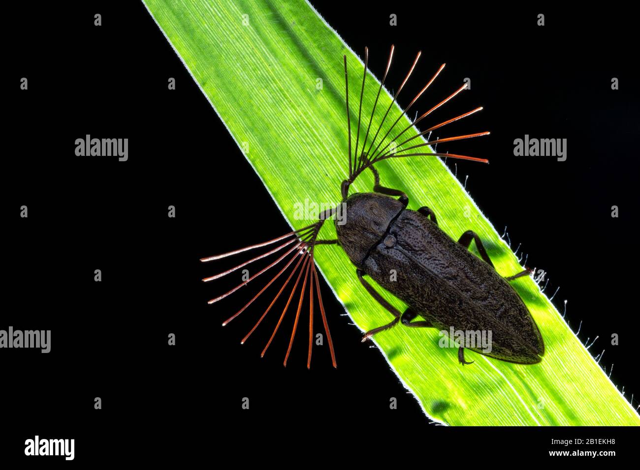 Cedar beetle (Callirhipidae sp), Backlit shot of a Cedar beetle resting ...