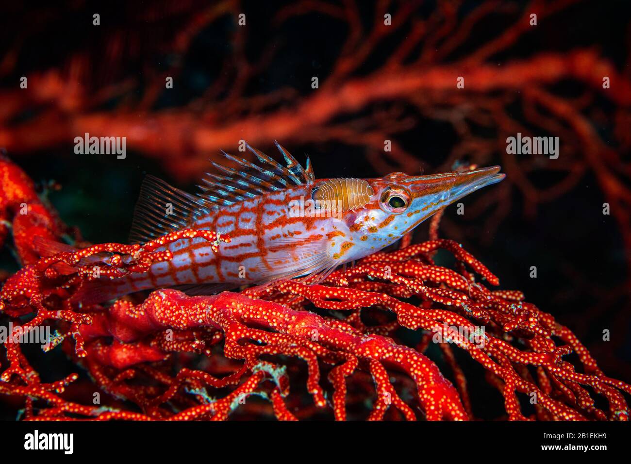 Parasitic Fish Isopod High Resolution Stock Photography and Images - Alamy