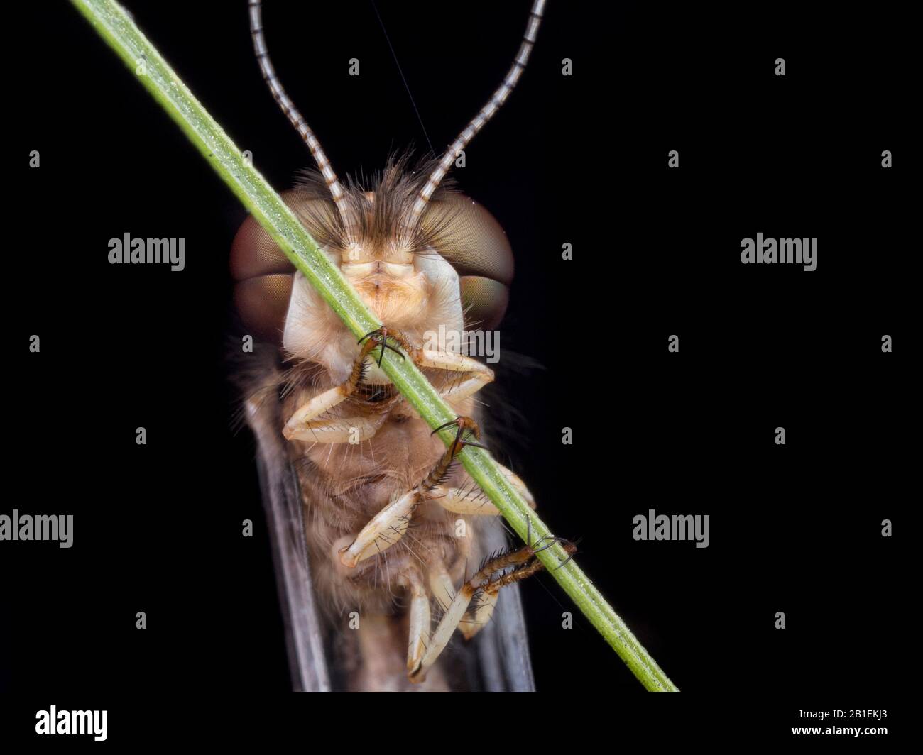 Ascalaphid (Ascalaphus placidus), Ascalaphidae is a family of insects ...