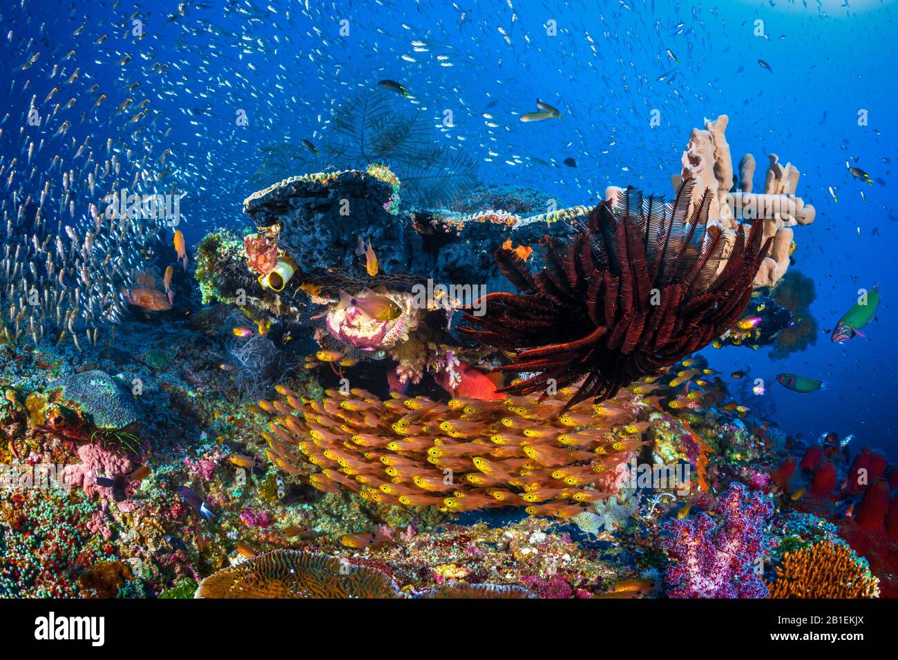 Coral reef, Misool, Raja Ampat, Indonesia Stock Photo - Alamy