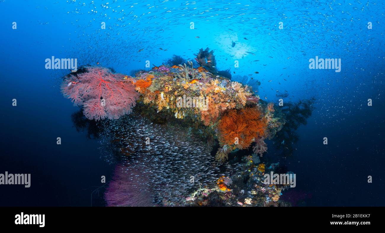 Coral reef, Misool, Raja Ampat, Indonesia Stock Photo - Alamy