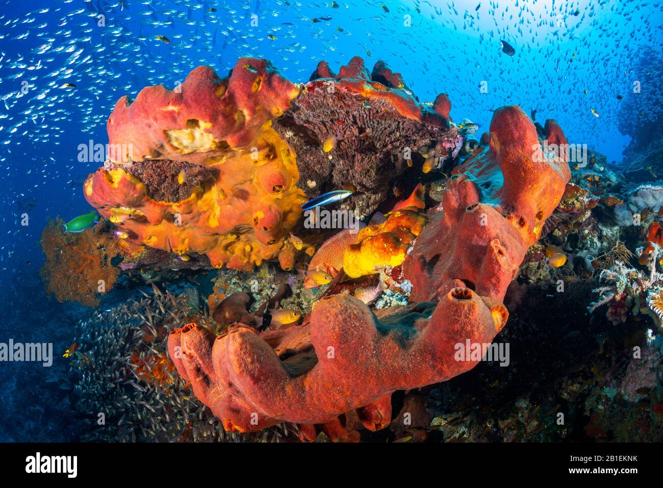 Red sponge on reef, Misool, Raja Ampat, Indonesia Stock Photo - Alamy