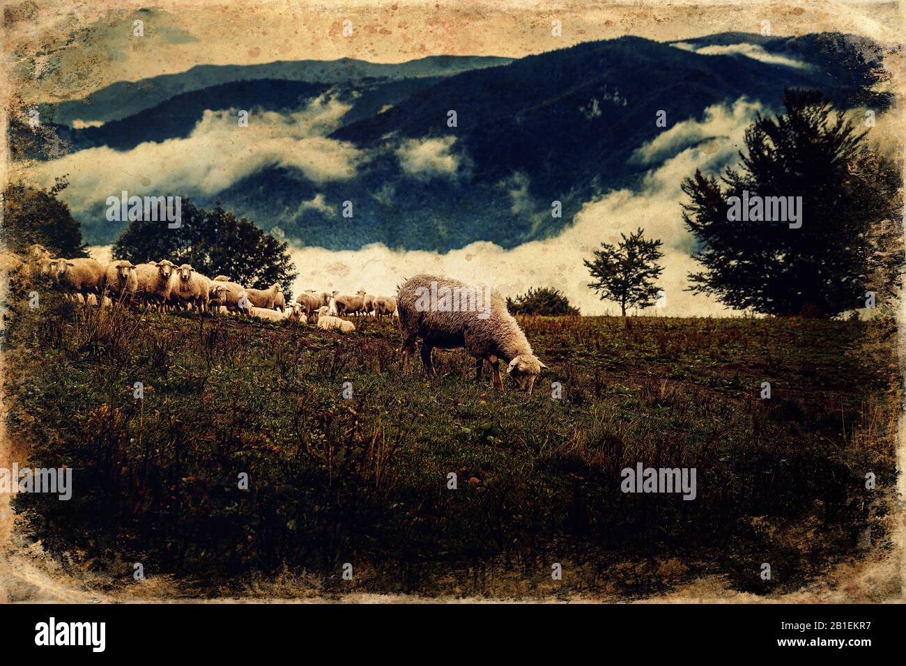 Flock of sheep on beautiful mountain meadow, old photo effect Stock ...