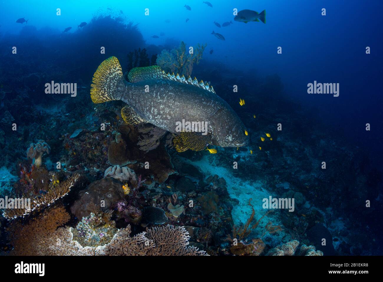 Giant grouper (Epinephelus lanceolatus) with Golden trevally ...