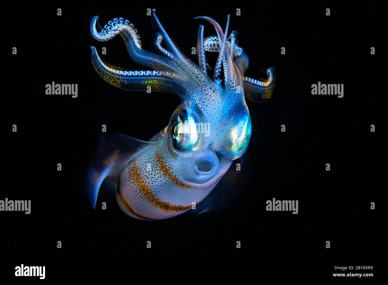 Squid!!!!. Raja Ampat, Indonesia Stock Photo - Alamy