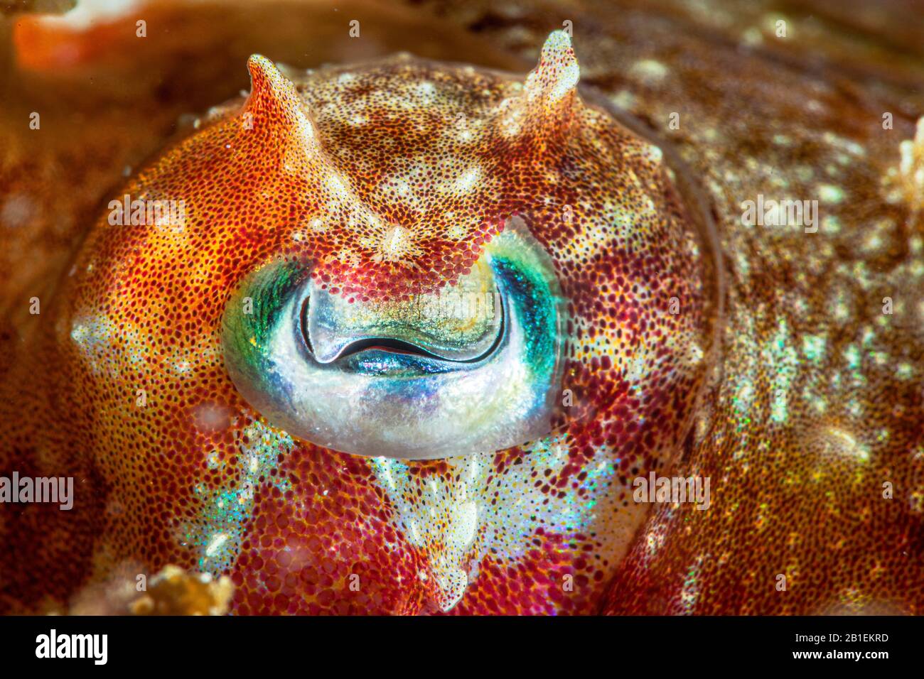 Sepia cuttlefish hi-res stock photography and images - Alamy