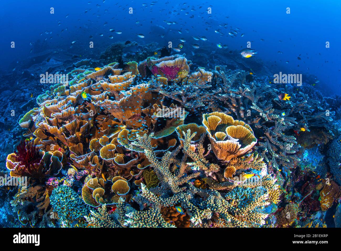 Coral Garden. Coral reef, Misool, Raja Ampat, Indonesia Stock Photo - Alamy