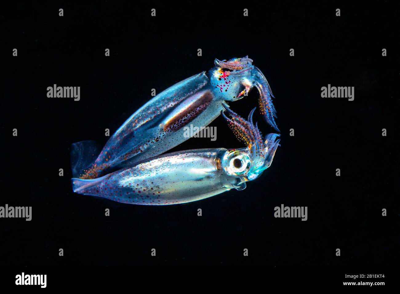 Pygmy squid and its reflection. Raja Ampat, Indonesia Stock Photo - Alamy