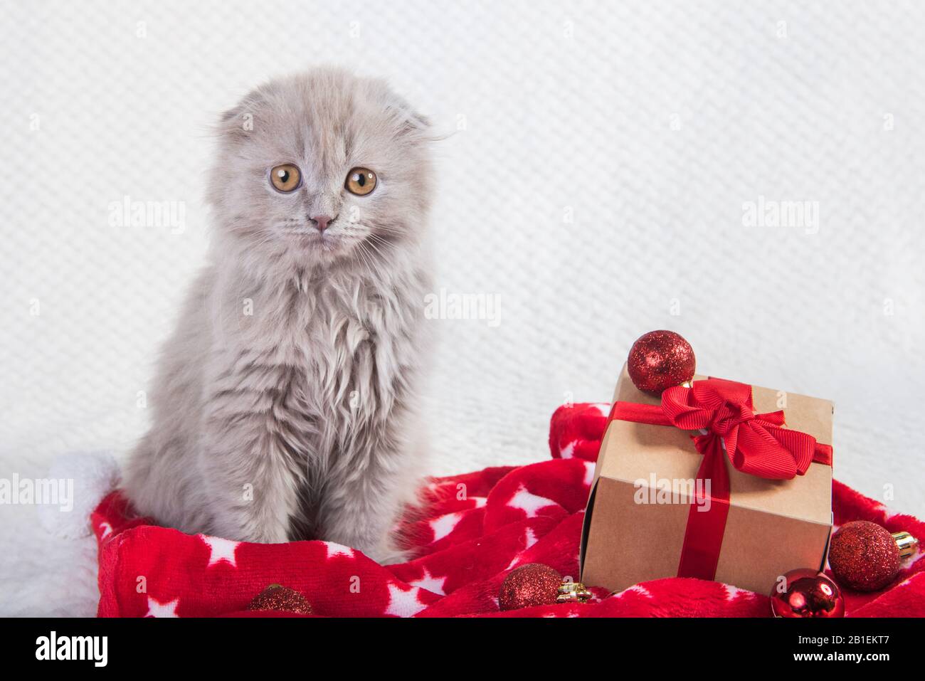 Scottish Fold Persian Mix
