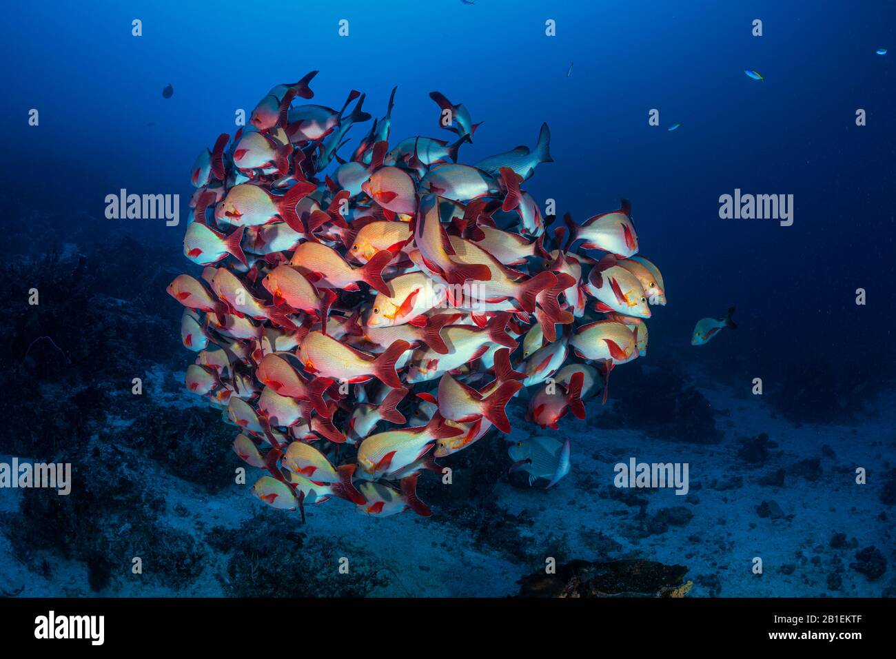 Humpback red snapper (Lutjanus gibbus) School fish, Raja Ampat ...
