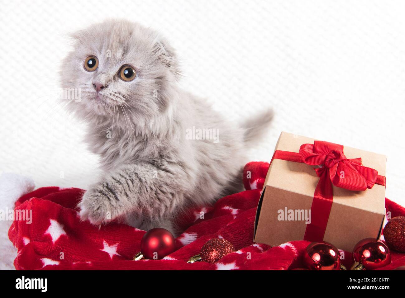 Scottish fold Highland fold cat and gift box Stock Photo - Alamy