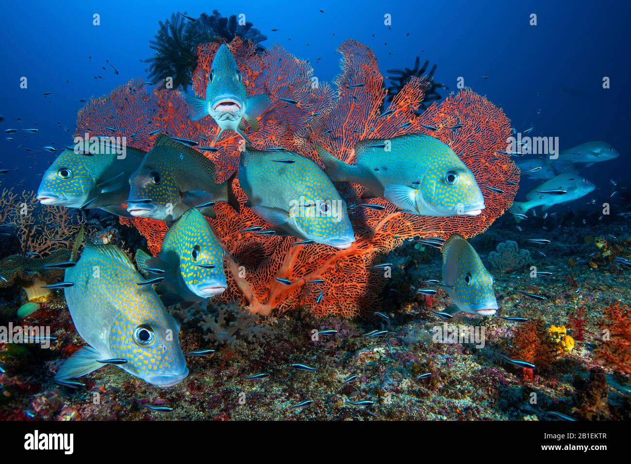 School Painted sweetlips (Diagramma pictum) hiding near a gorgonian ...