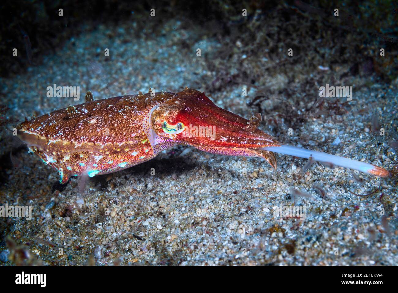 Attack of a Cuttlefish (Sepia sp). Cuttlefish are formidable predators ...
