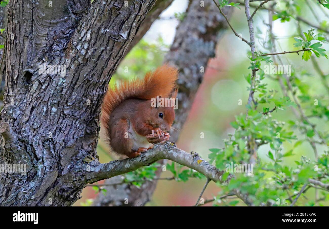 Eurasian red Squirrel (Sciurus vulgaris) eating a nut, Normandy, France ...