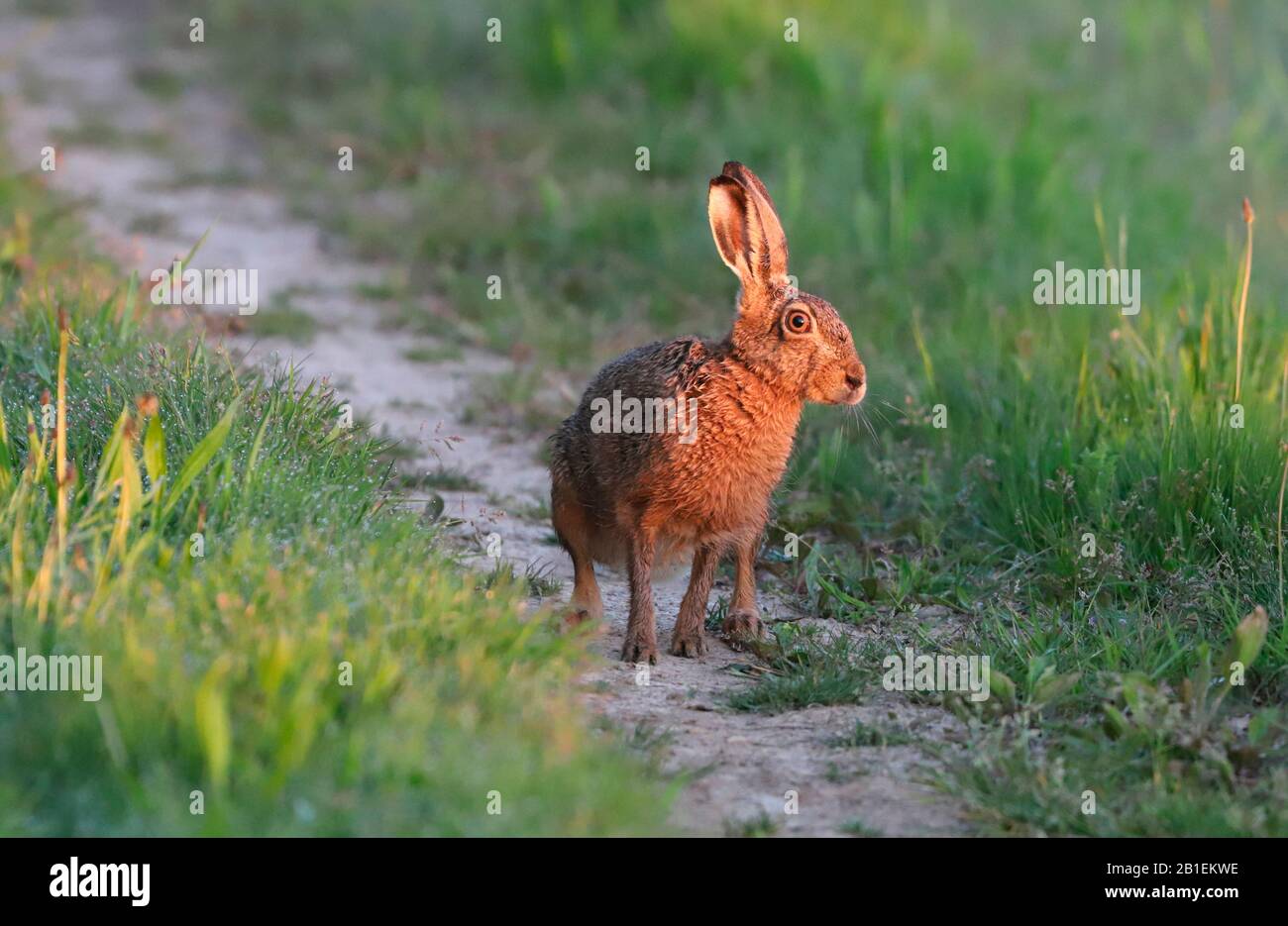 European hare (Lepus europaeus) on a country lane, Normandy, France ...