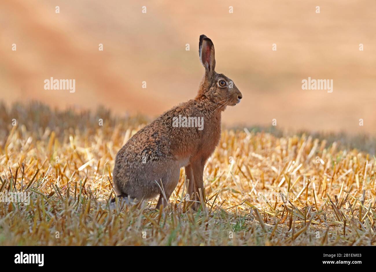 European hare (Lepus europaeus) in a field of freshly mown wheat ...