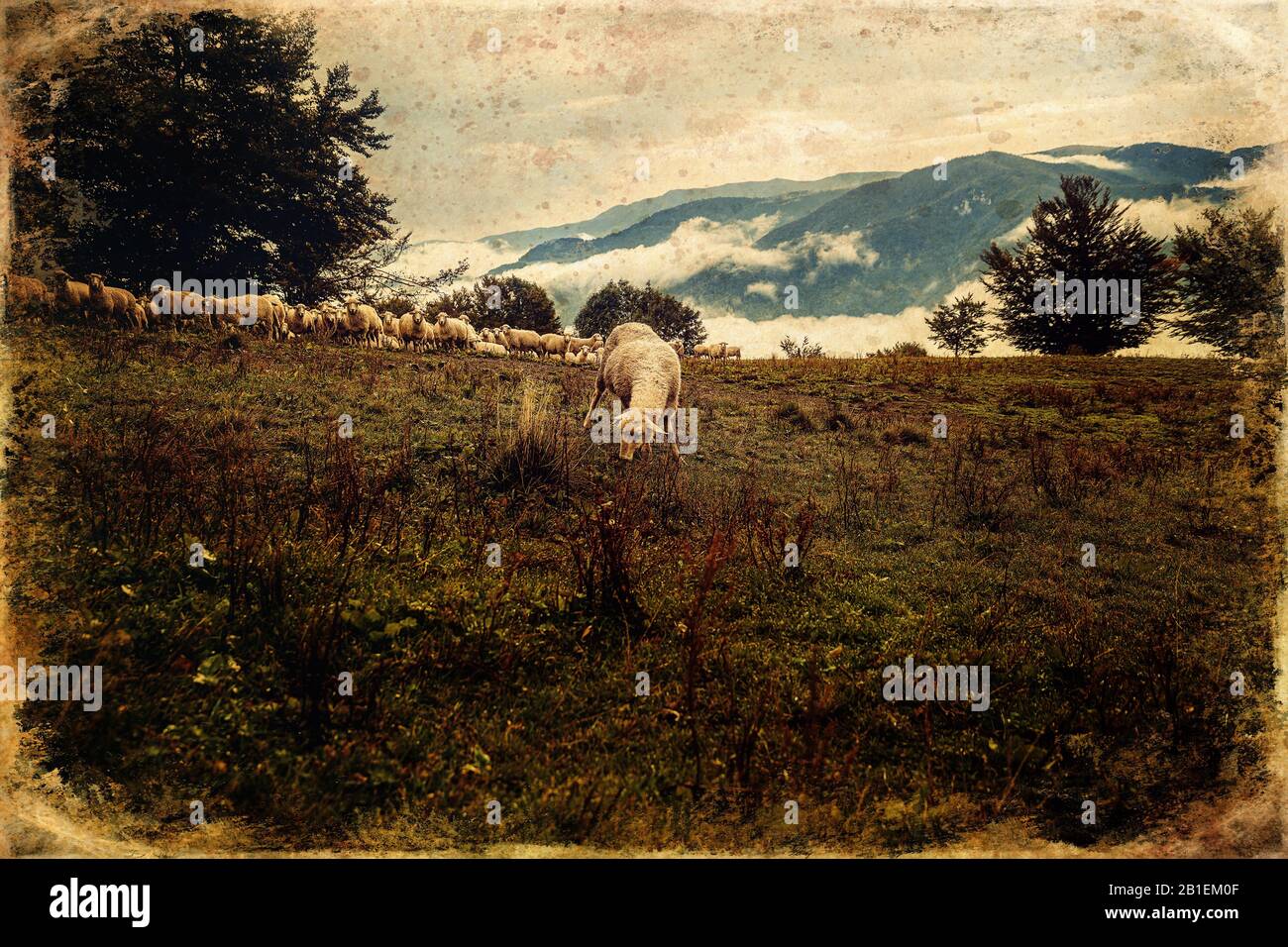 Flock of sheep on beautiful mountain meadow, old photo effect Stock ...