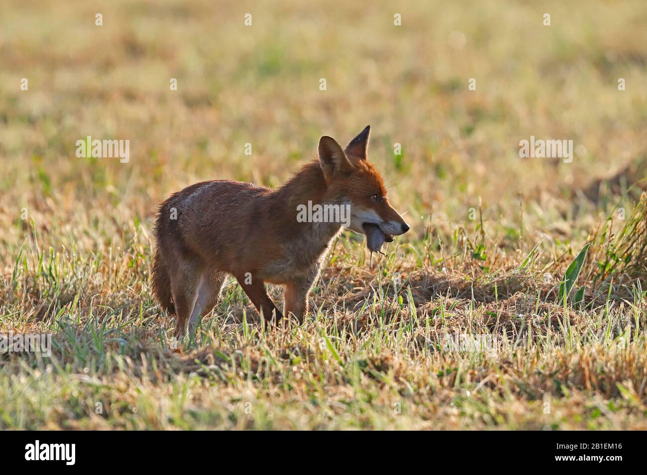 Red fox (Vulpes vulpes) having captured a field mouse in a mown meadow ...