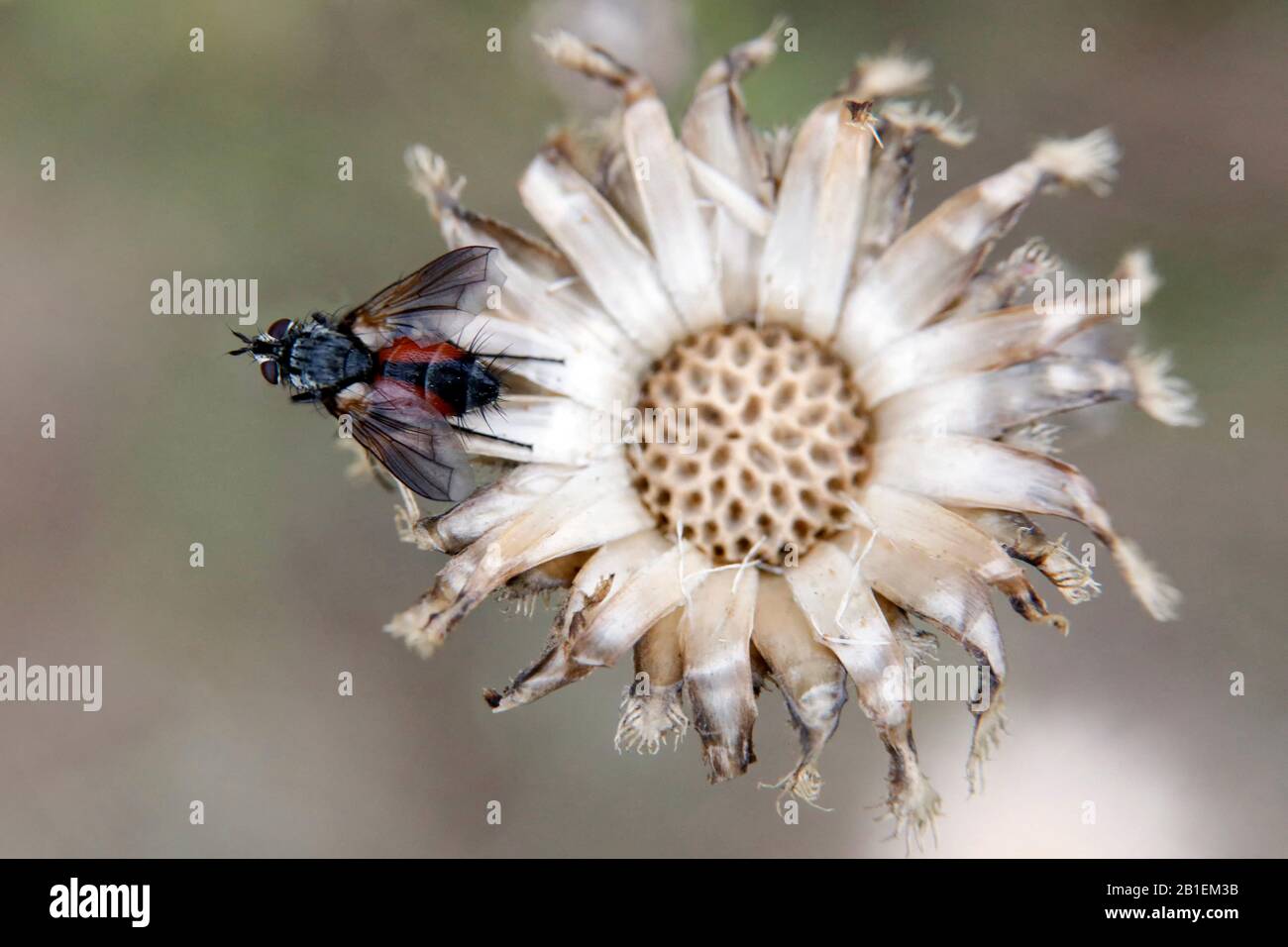Development of inflorescences hi-res stock photography and images - Alamy