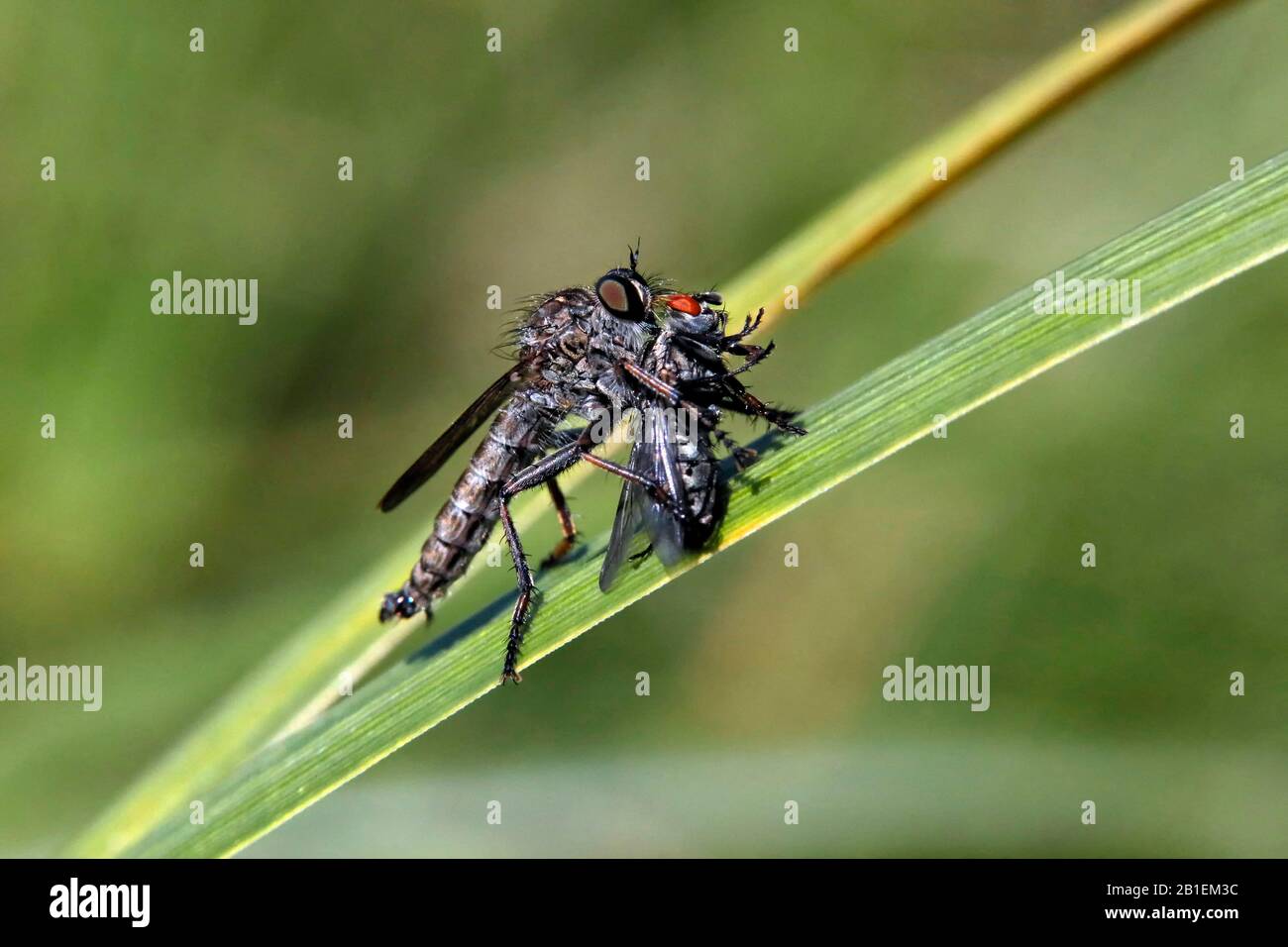 Robber fly (Asilidae sp) predation of a fly on a reed stem with its ...