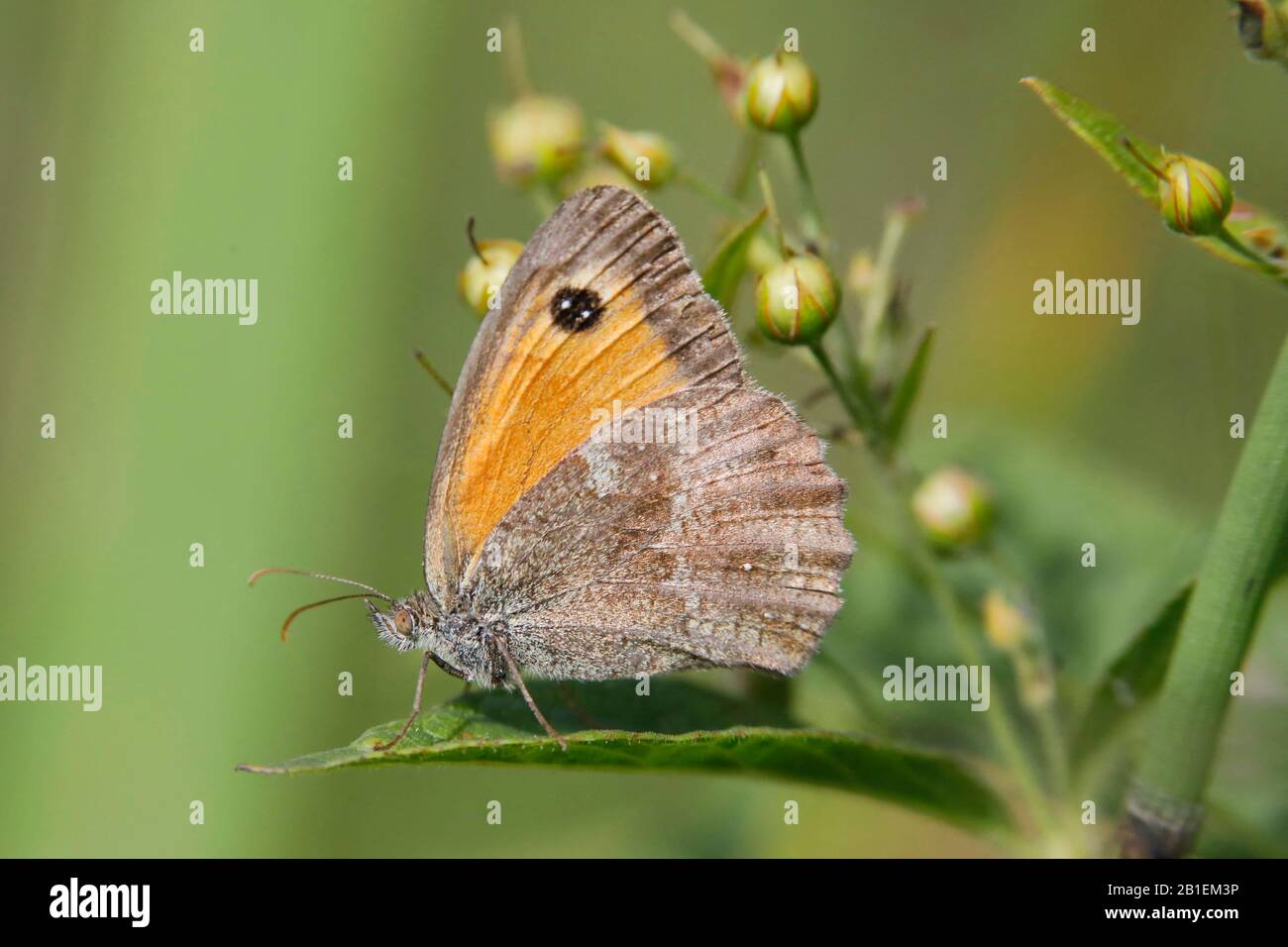 Gatekeeper (Pyronia tithonus Stock Photo - Alamy