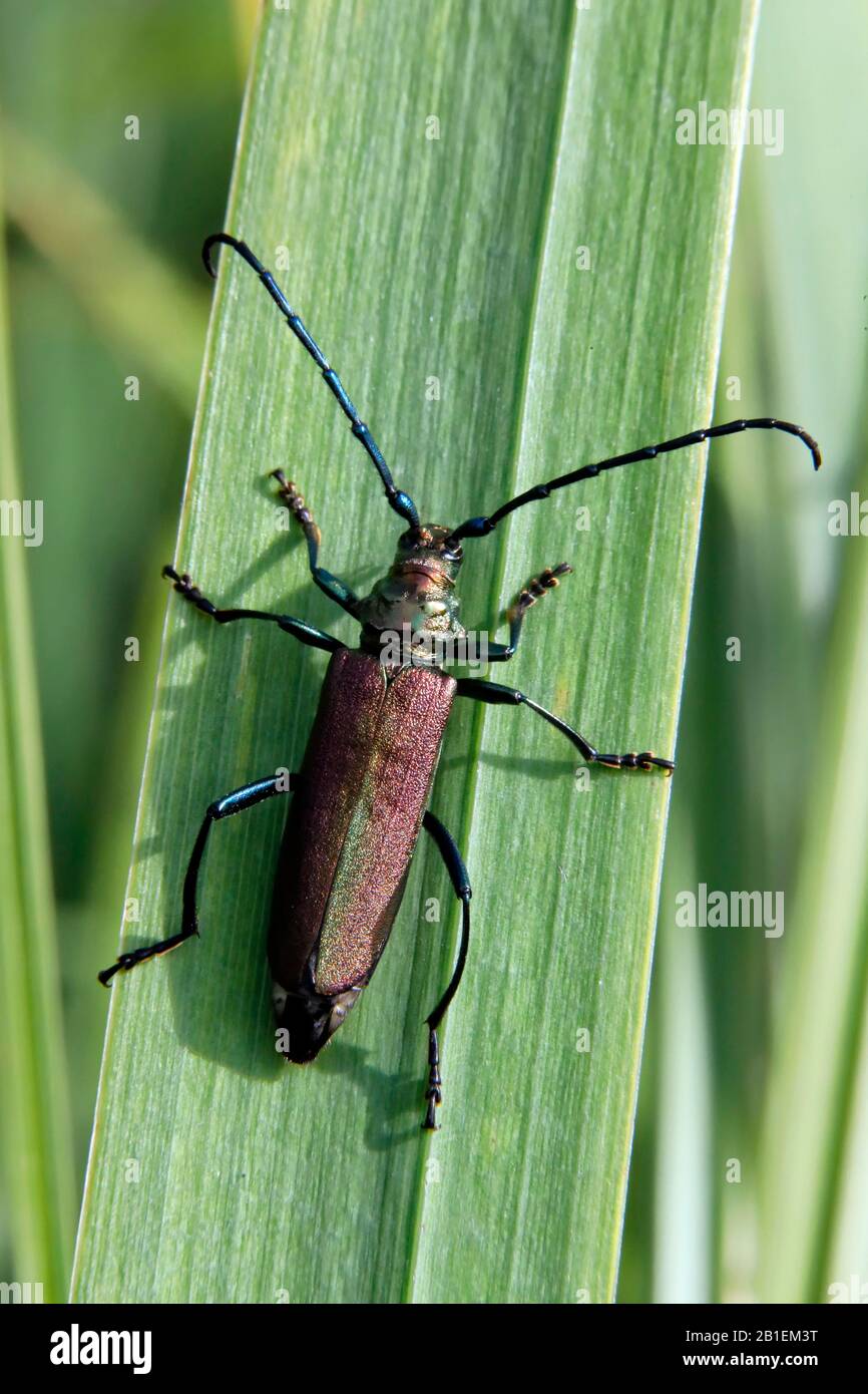 Musk Beetle (Aromia moschata) on a reed leaf in summer, near a forest ...