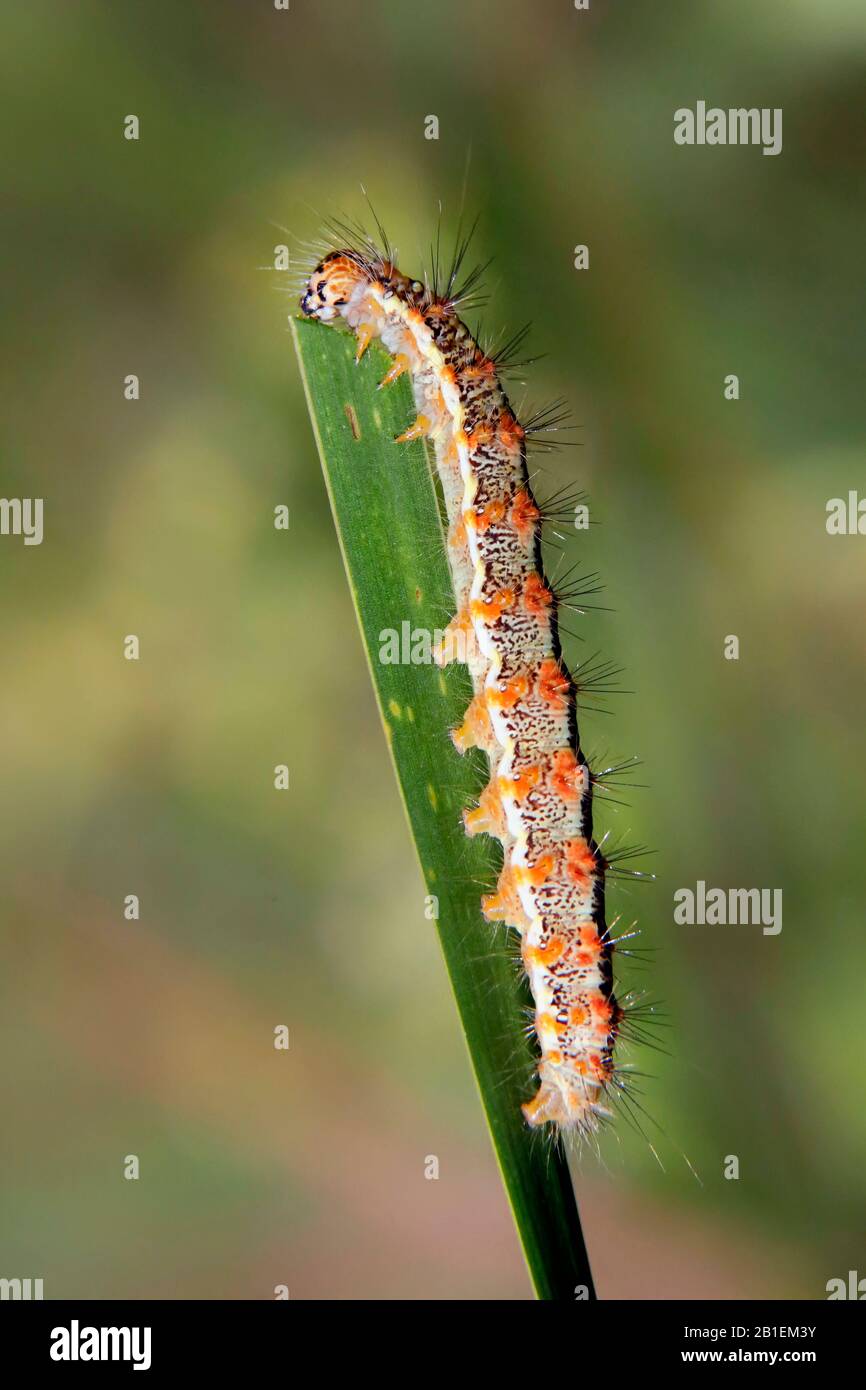 Caterpillar (To identify) on a reed leaf in summer near a forest pond ...