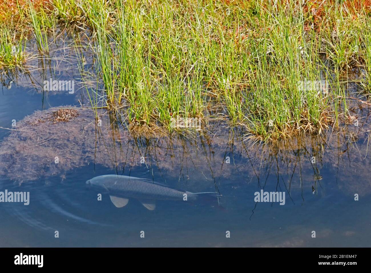 Common carp (Cyprinus carpio) swimming on the surface in summer at the ...