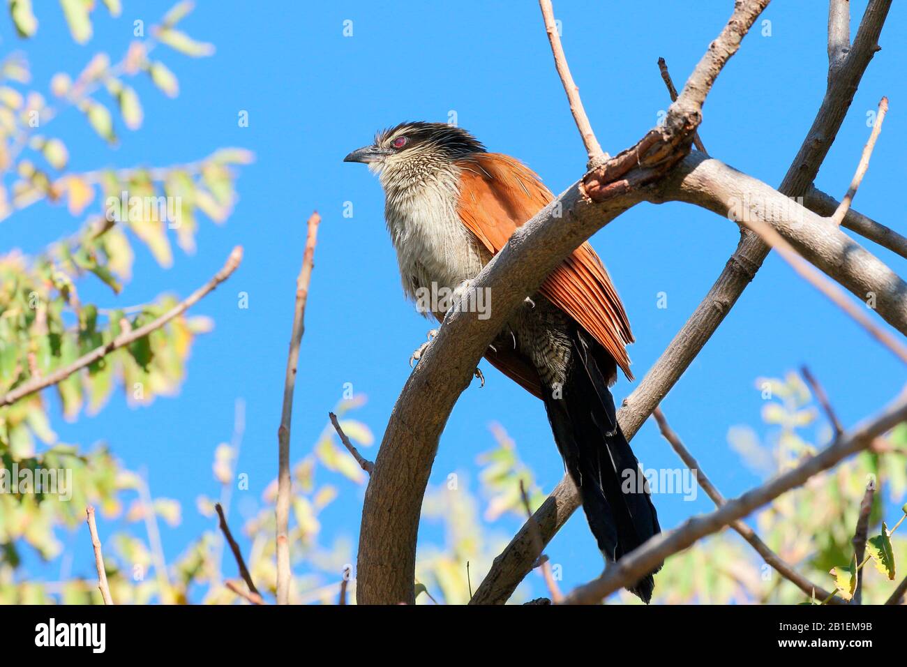 White-browed Coucal (Centropus superciliosus) on a branch against the ...