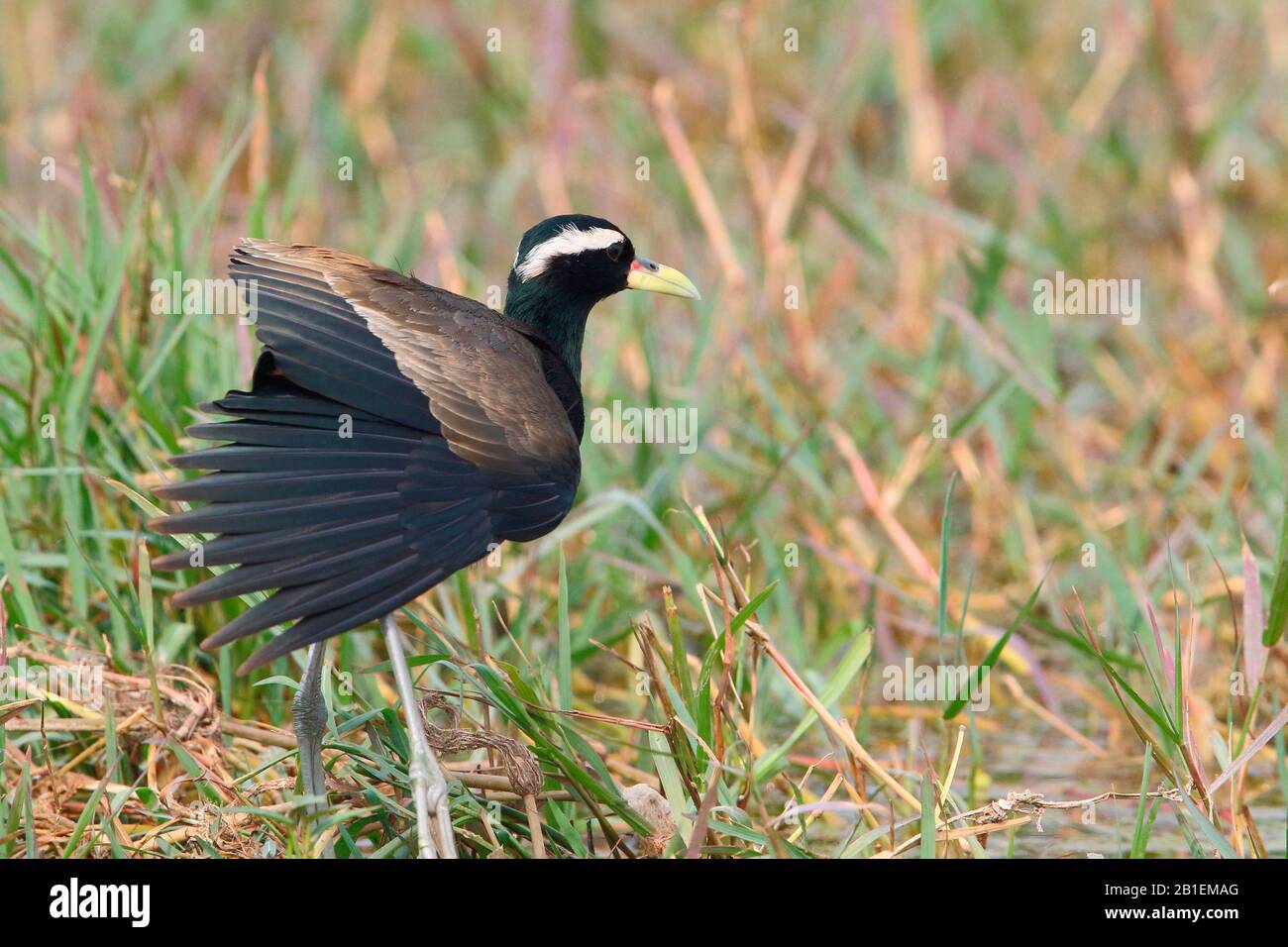 Bronze wing jacana hi-res stock photography and images - Alamy
