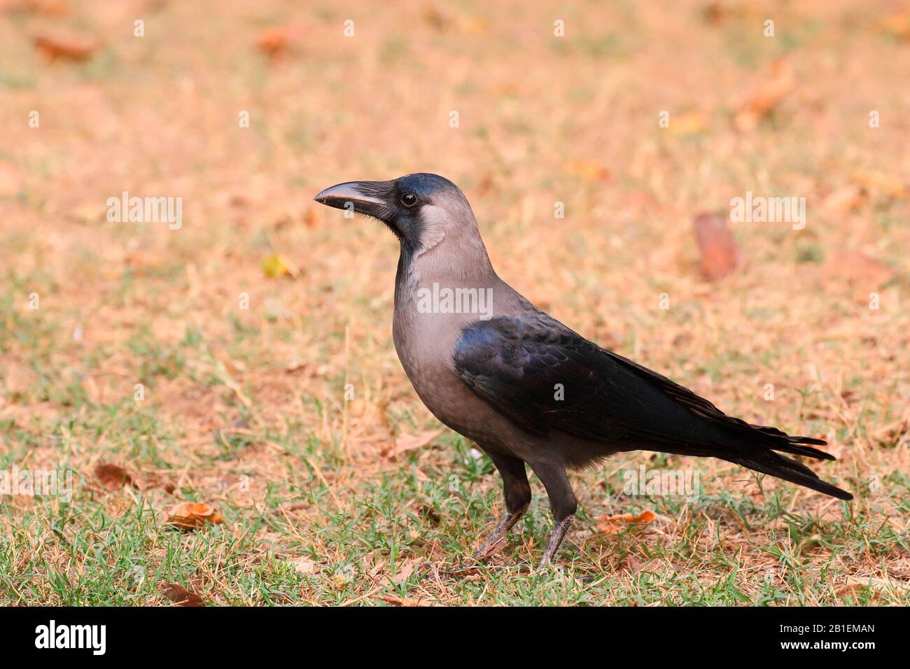 Crows In India