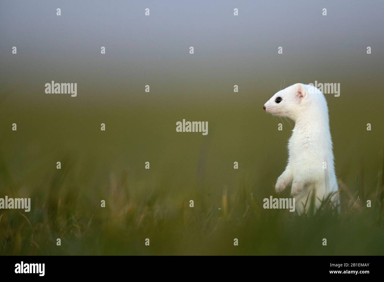 Ermine (Mustela erminea) in winter coat, in meadows, Vaud, Switzerland ...