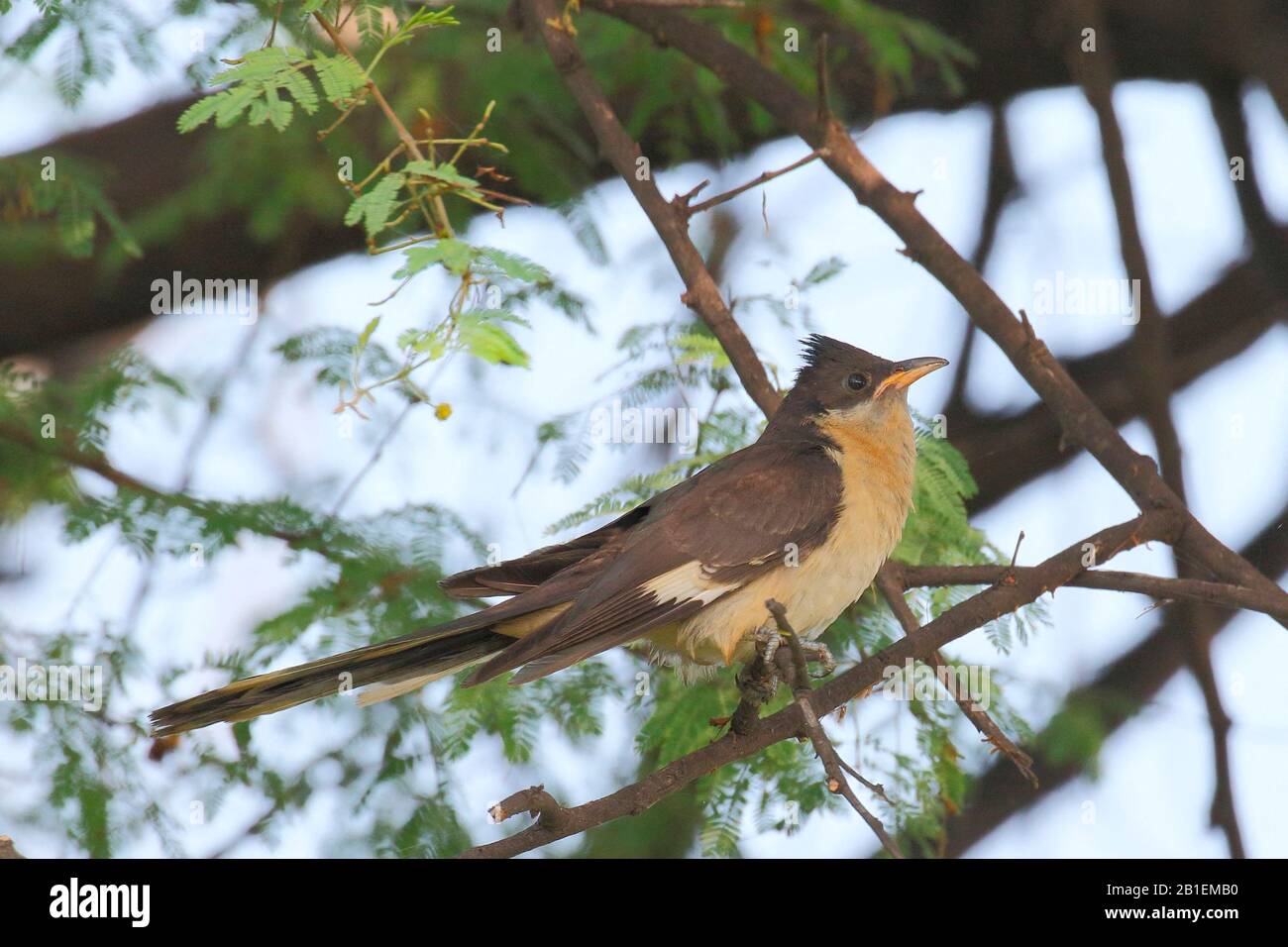 Jacobin cuckoo (Clamator jacobinus) in a tree, North West India Stock ...