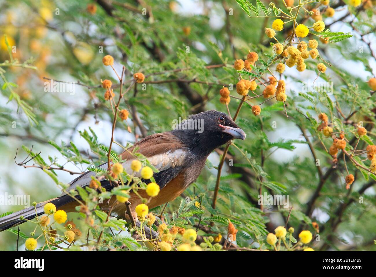 Indian tree pie hi-res stock photography and images - Alamy