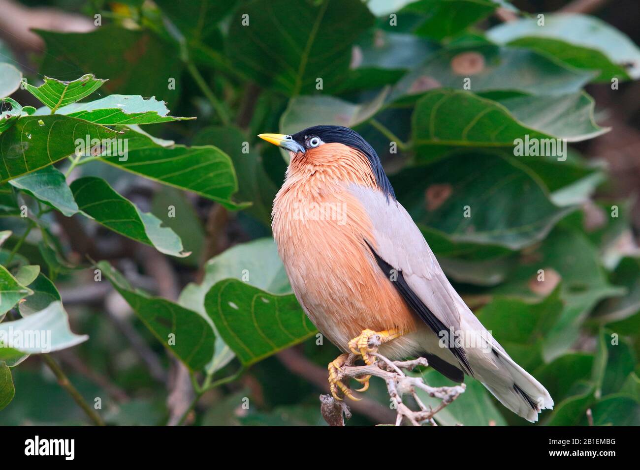 Brahminy Starling (Sturnia pagodarum) in a tree, North West India Stock ...
