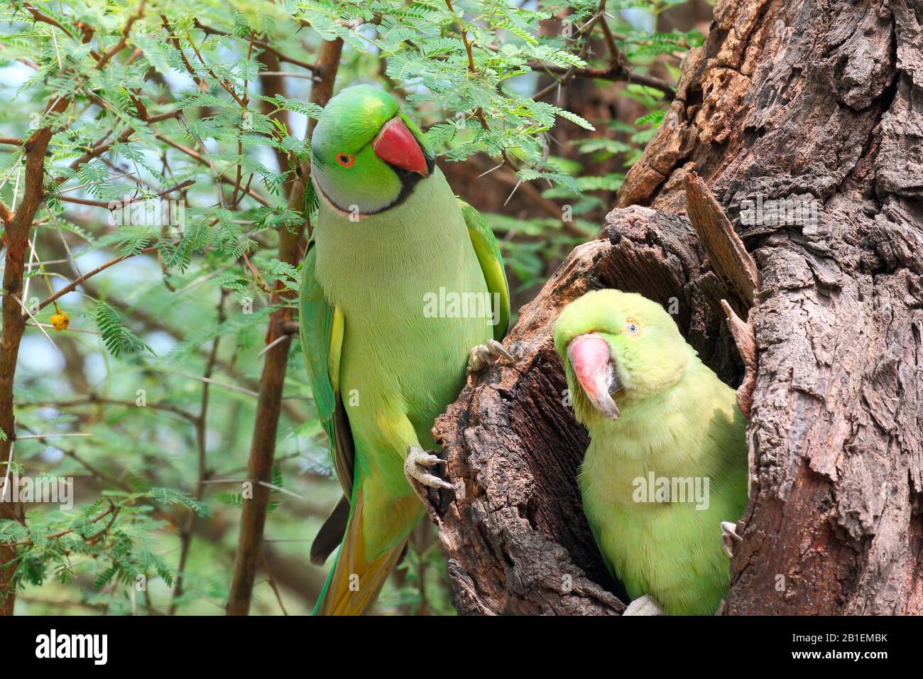 Rose-ringed Parakeet (Psittacula krameri Stock Photo - Alamy