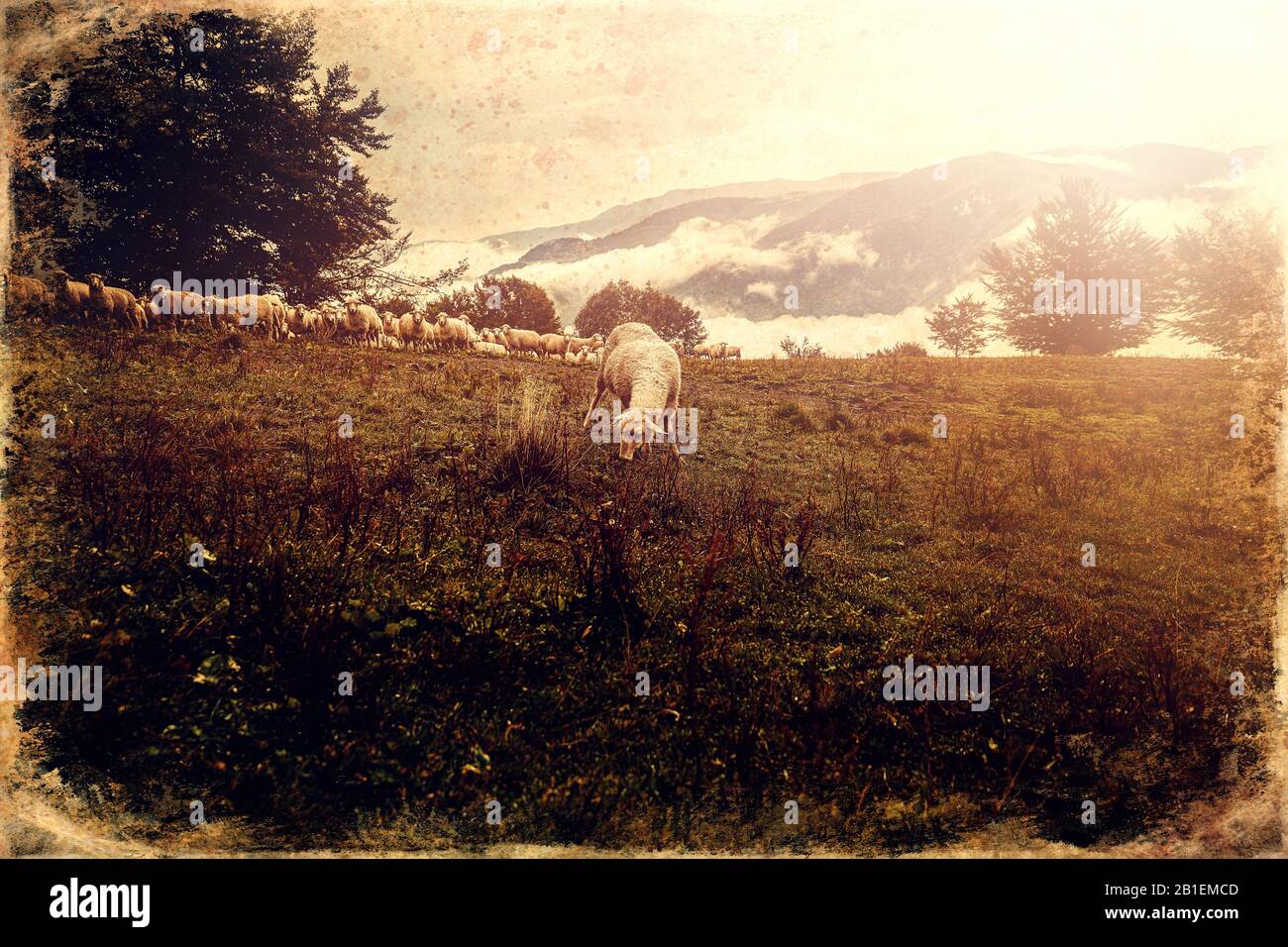 Flock of sheep on beautiful mountain meadow, old photo effect Stock ...