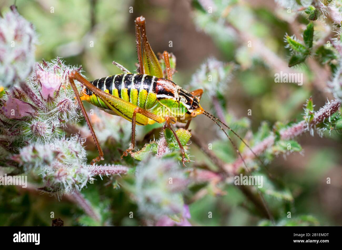 Cretan Bright Bush-cricket (Poecilimon cretensis), Crete, Greece Stock ...