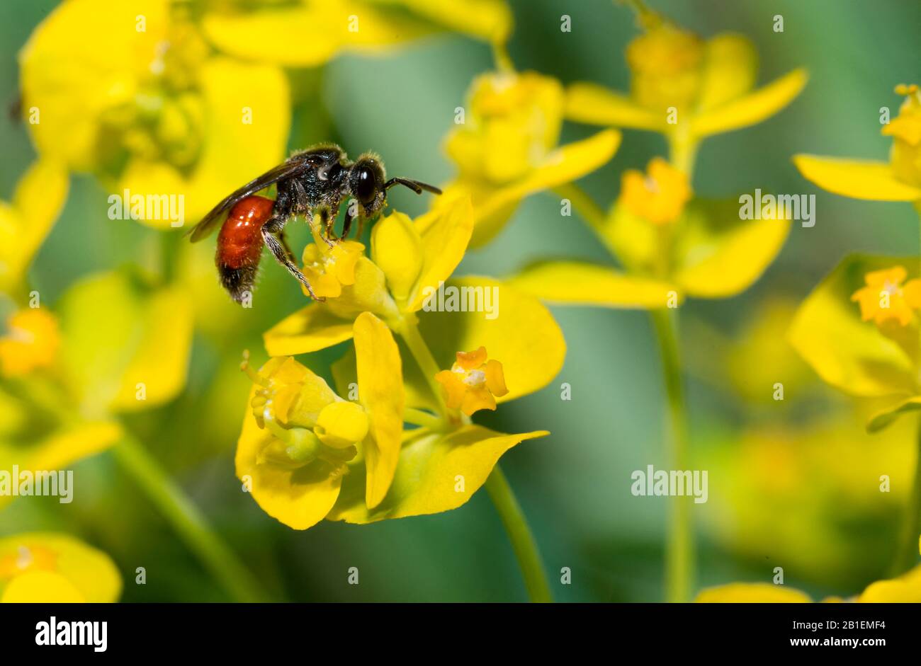Sandpit Blood Bee (Sphecodes pellucidus) female on Cypress spurge ...