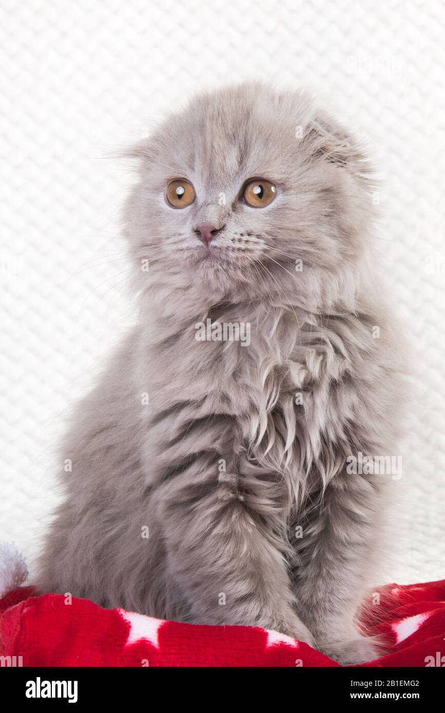 Scottish fold Highland fold kitten gray fluffy cat Stock Photo - Alamy