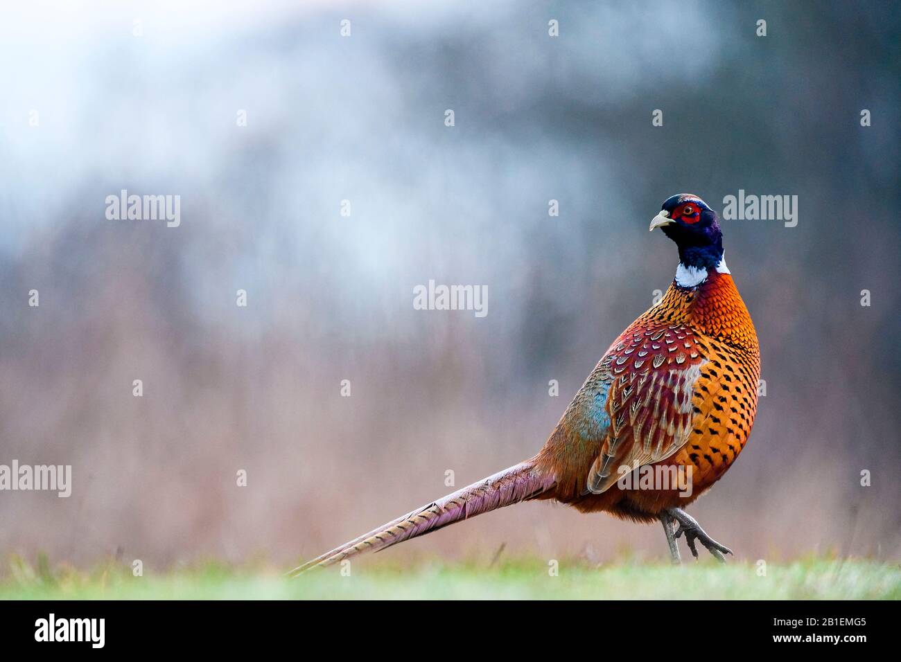Male Pheasant (Phasianus colchicus), Slovakia Stock Photo - Alamy