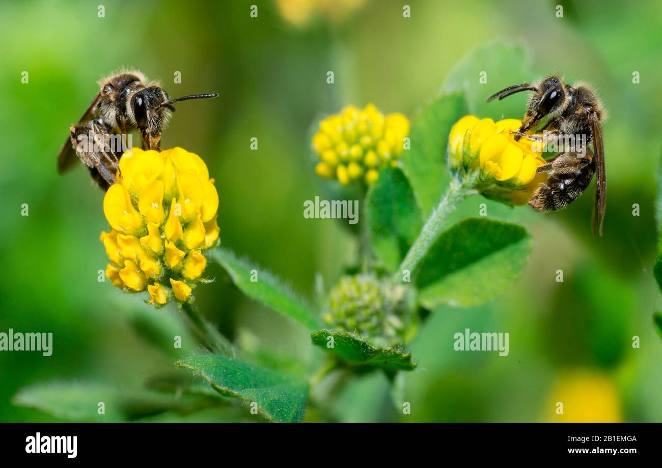 Common Mini-mining Bee (Andrena minutula) female on Lesser trefoil ...