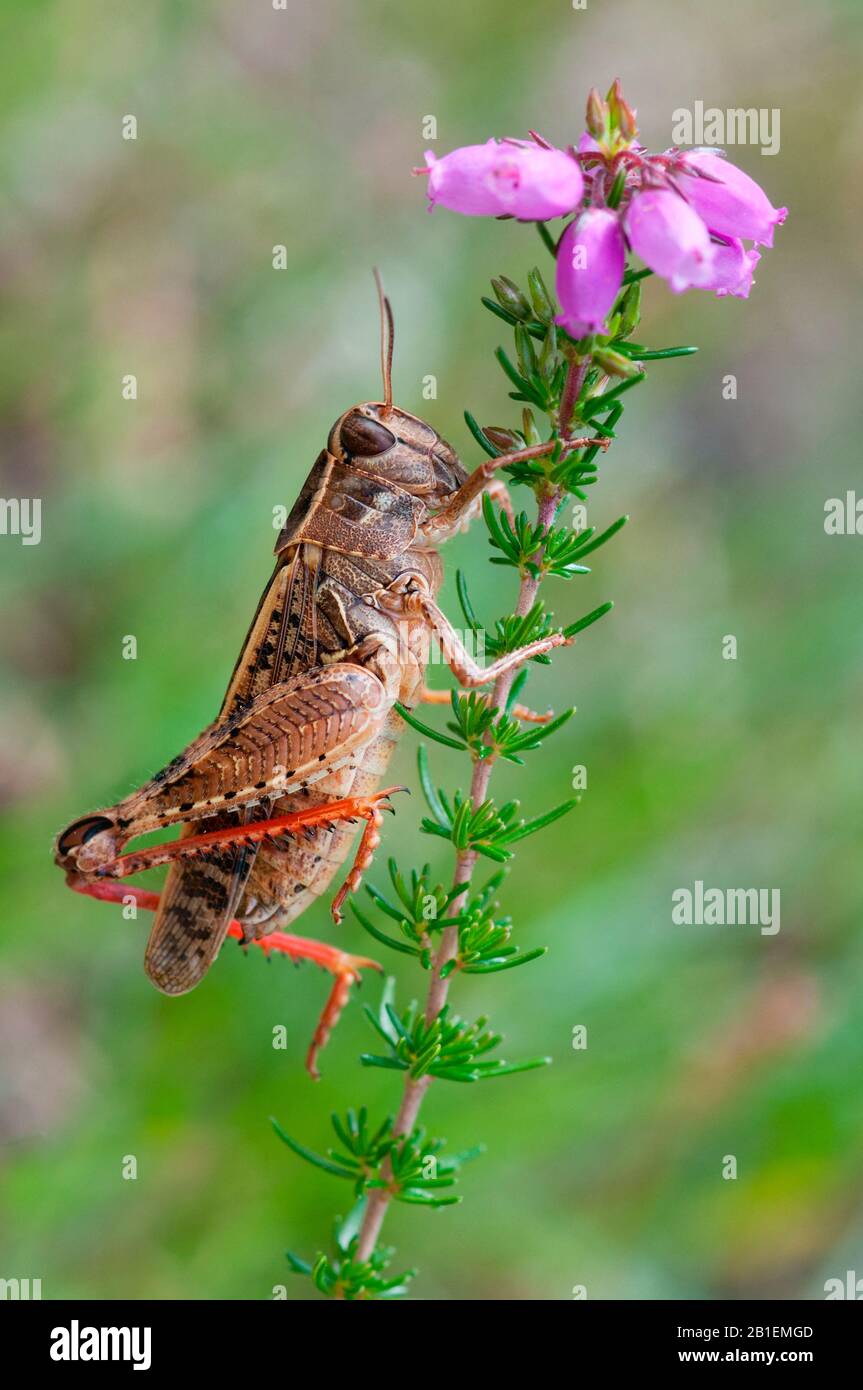Barbarian Grasshopper (Calliptamus barbatus barbarus) on heather ...