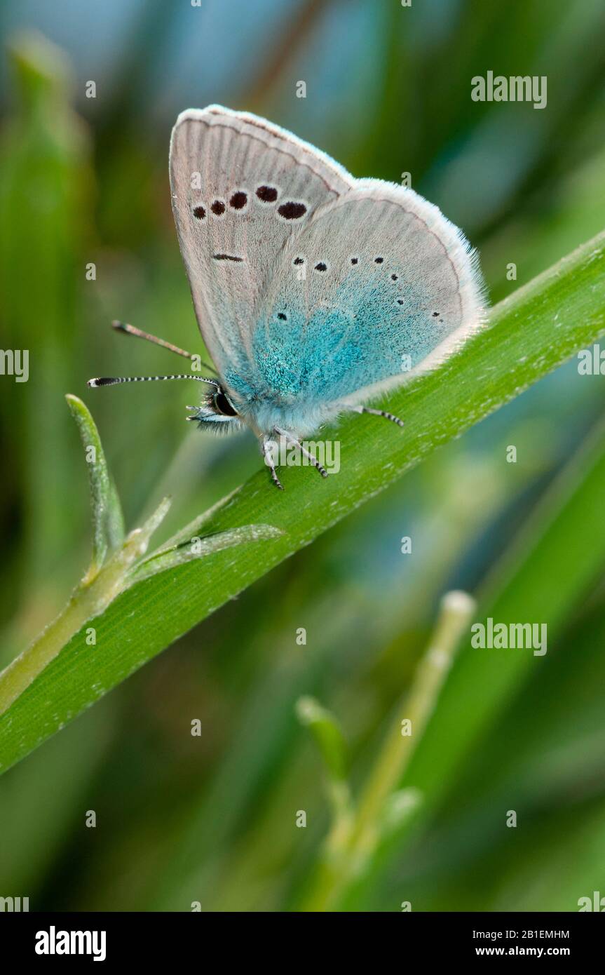 Papilio cyllarus hi-res stock photography and images - Alamy